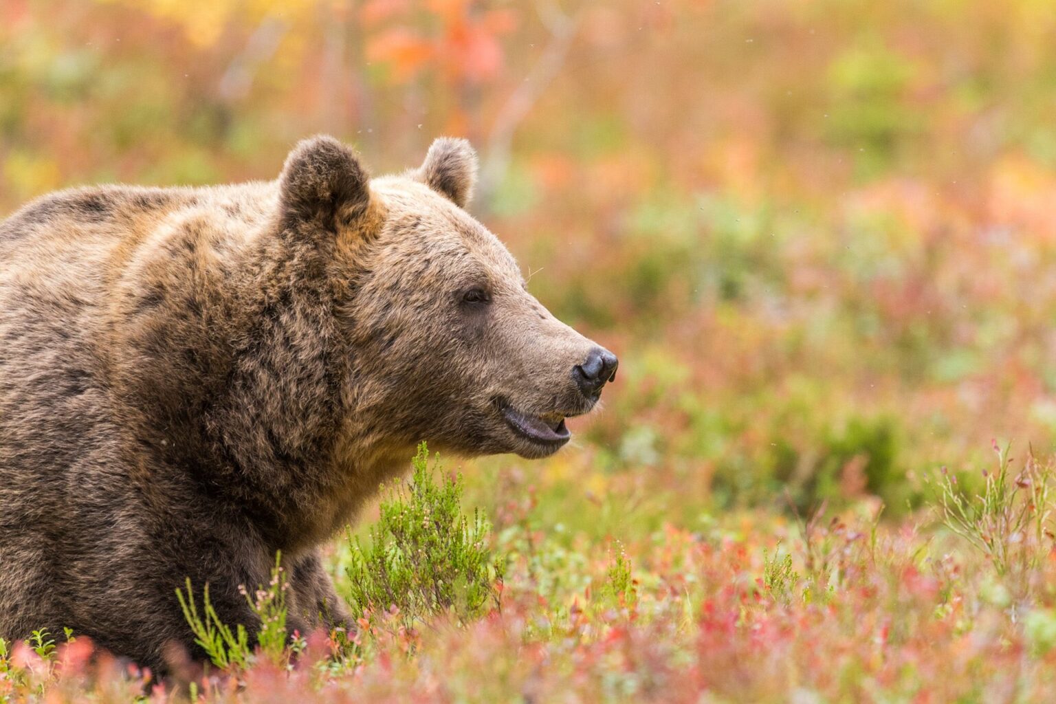 Fotoreportage: "Als je van beren leren kan" - Noorderhuis